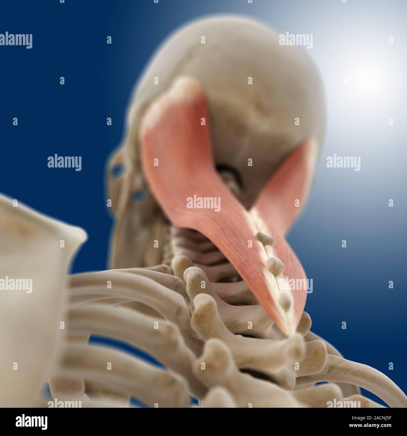 Neck muscle. Computer artwork showing the splenius capitis muscle of ...