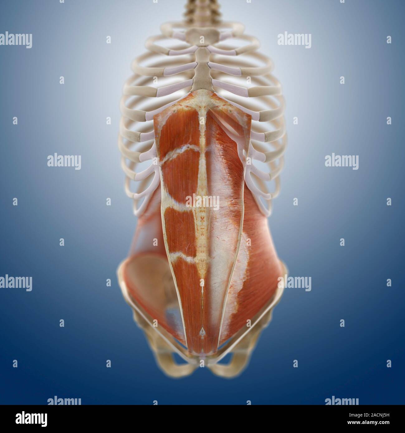 Abdominal muscles. Computer artwork of the rectus abdominis muscles ...
