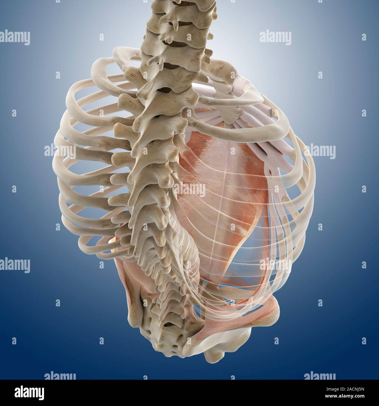 Abdominal muscles. Computer artwork of the rectus abdominis muscles ...