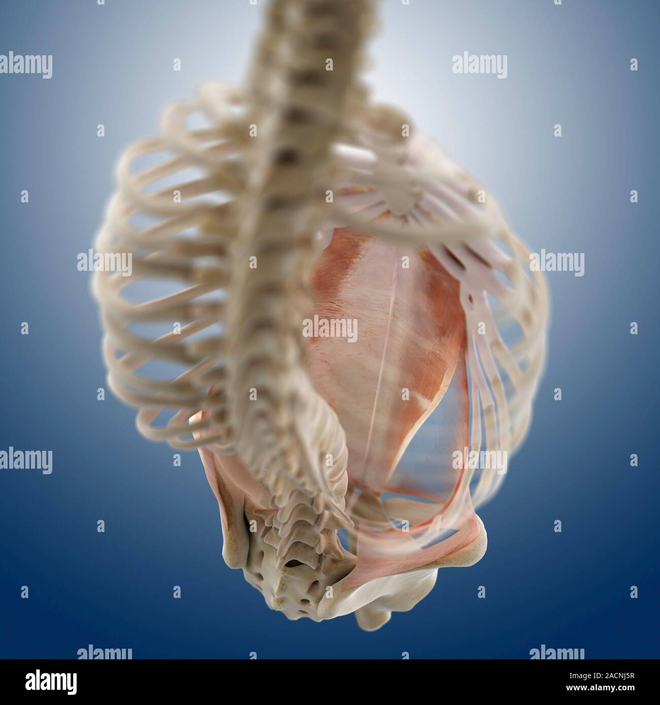 Abdominal muscles. Computer artwork of the rectus abdominis muscles ...
