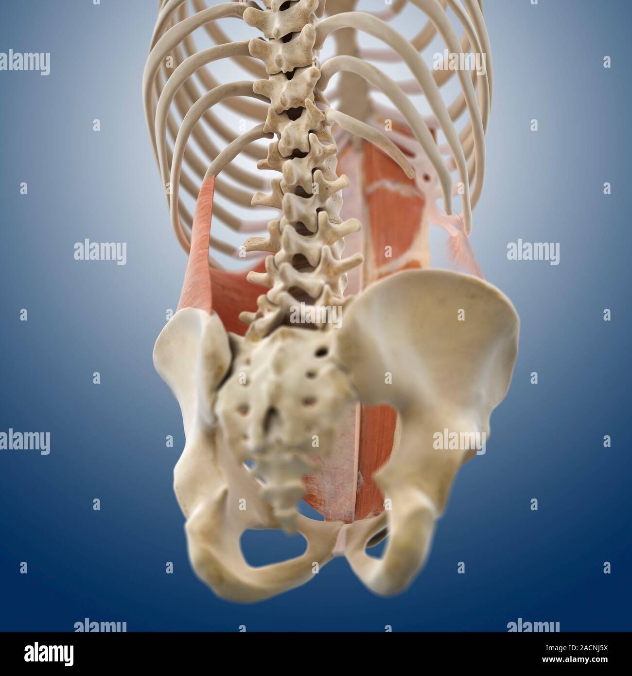 Abdominal muscles. Computer artwork of the rectus abdominis muscles ...
