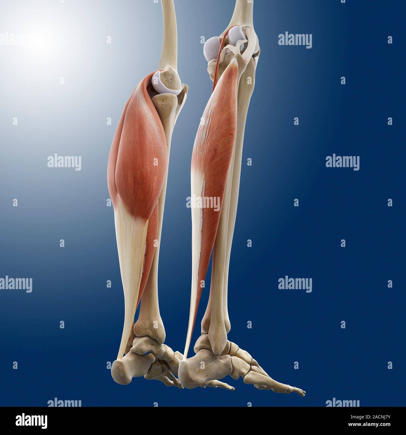 Calf muscles. Computer artwork of an oblique posterior view of some of ...