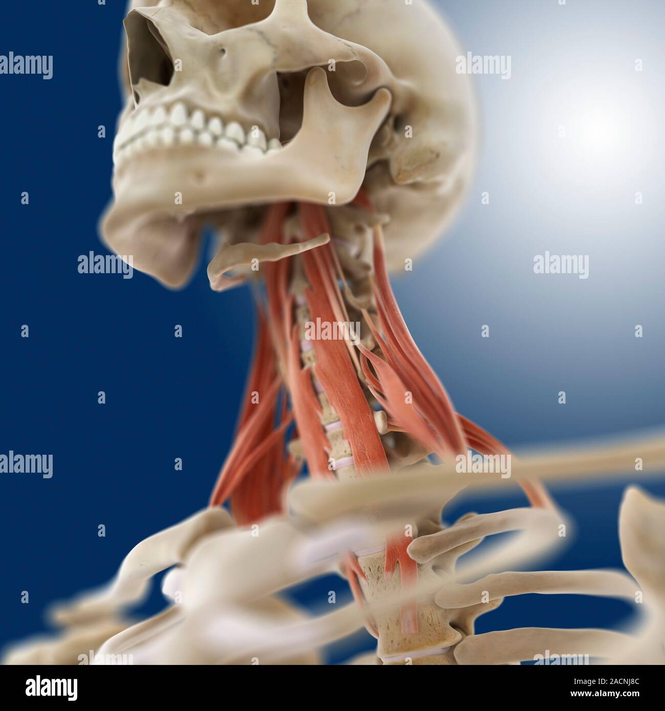 Neck muscles. Computer artwork showing the muscles at the front of the ...