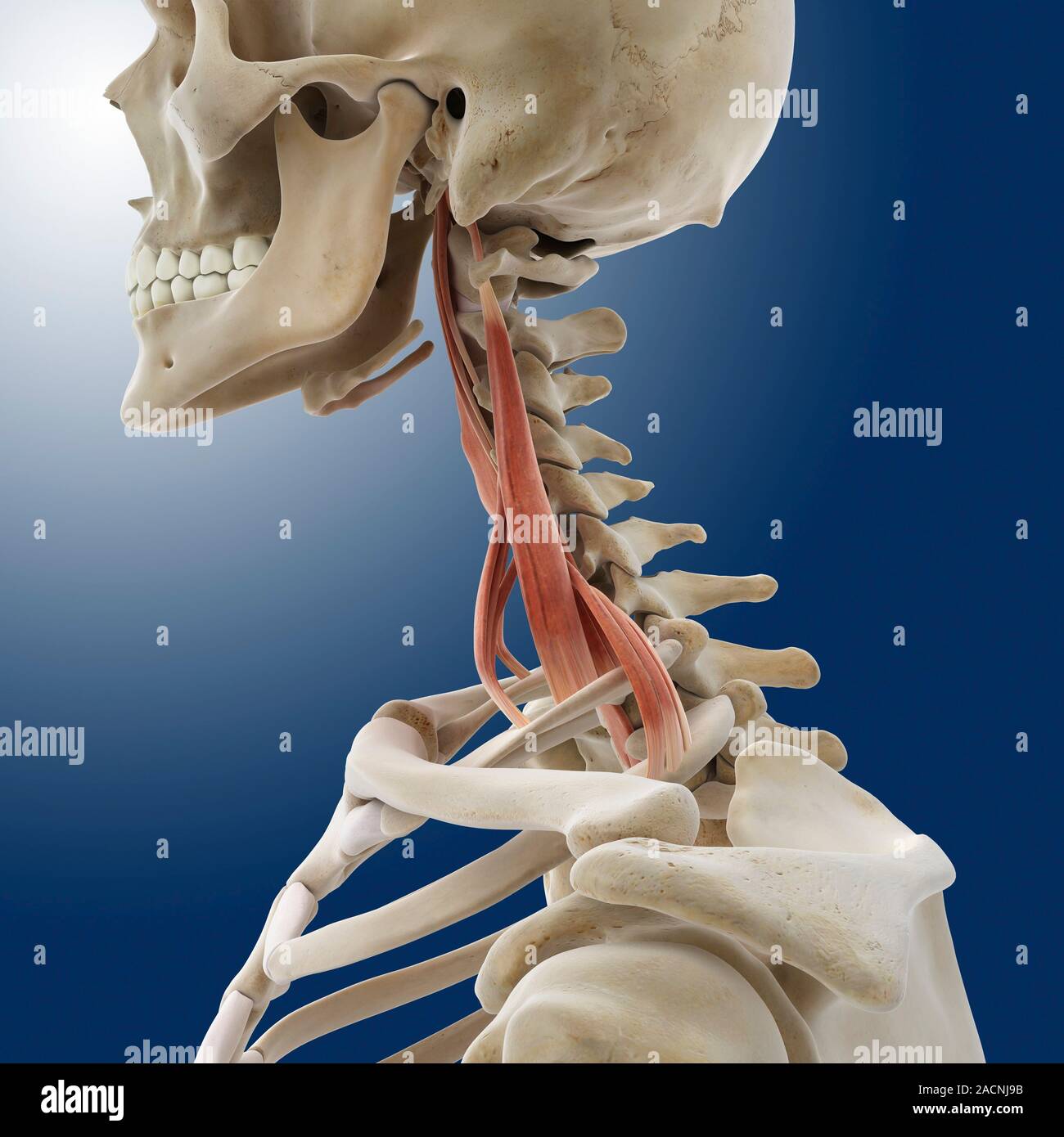 Neck muscles. Computer artwork showing the muscles at the front of the ... Neck muscles. Computer artwork showing the muscles at the front of the ...