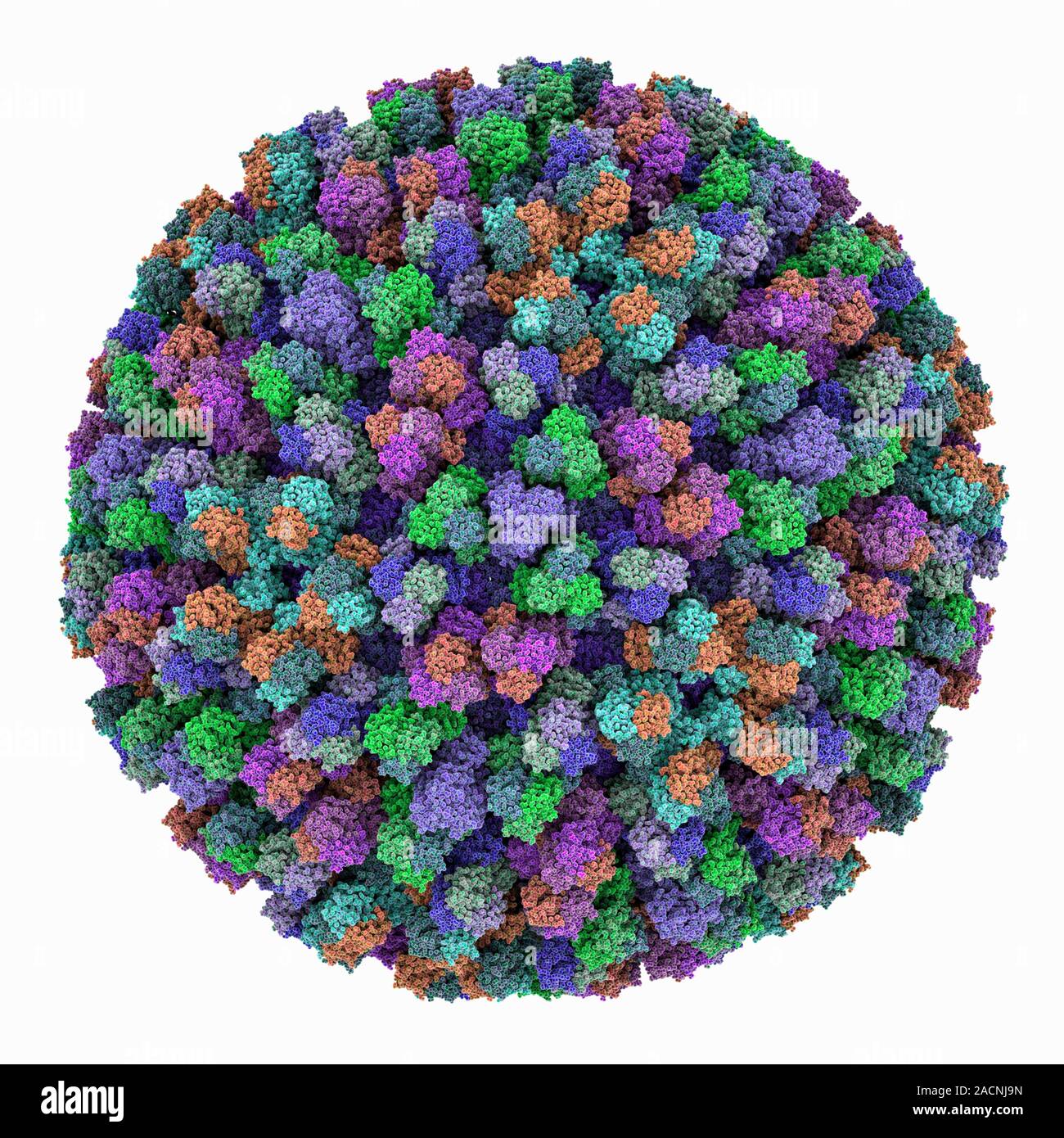 Bluetongue virus (BTV) capsid, molecular model. BTV is an orbivirus ...