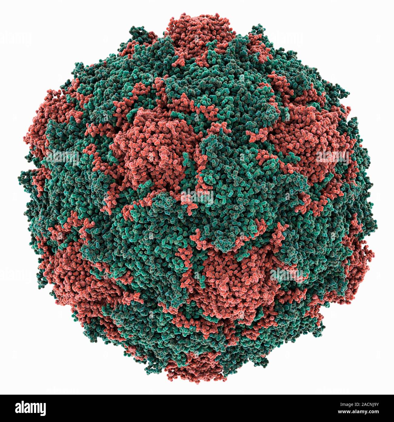 Poliovirus type 1 capsid, molecular model. This enterovirus causes ...