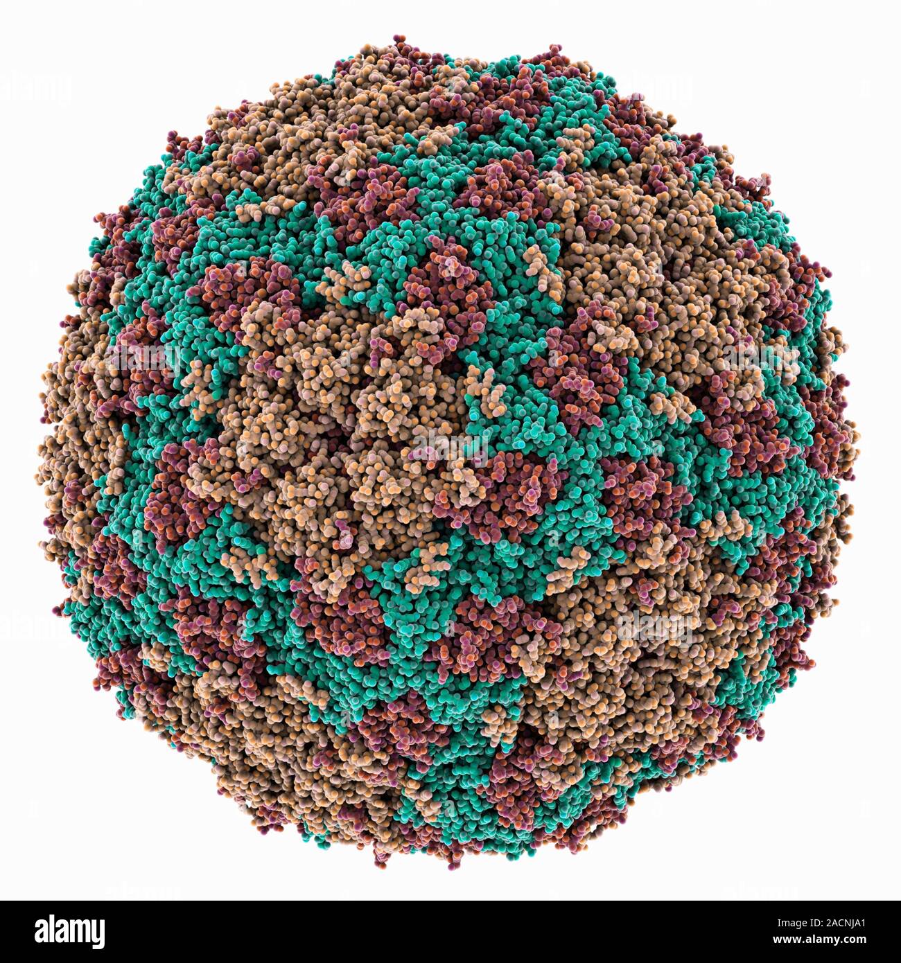 Foot-and-mouth disease virus capsid, molecular model. This virus, which ...