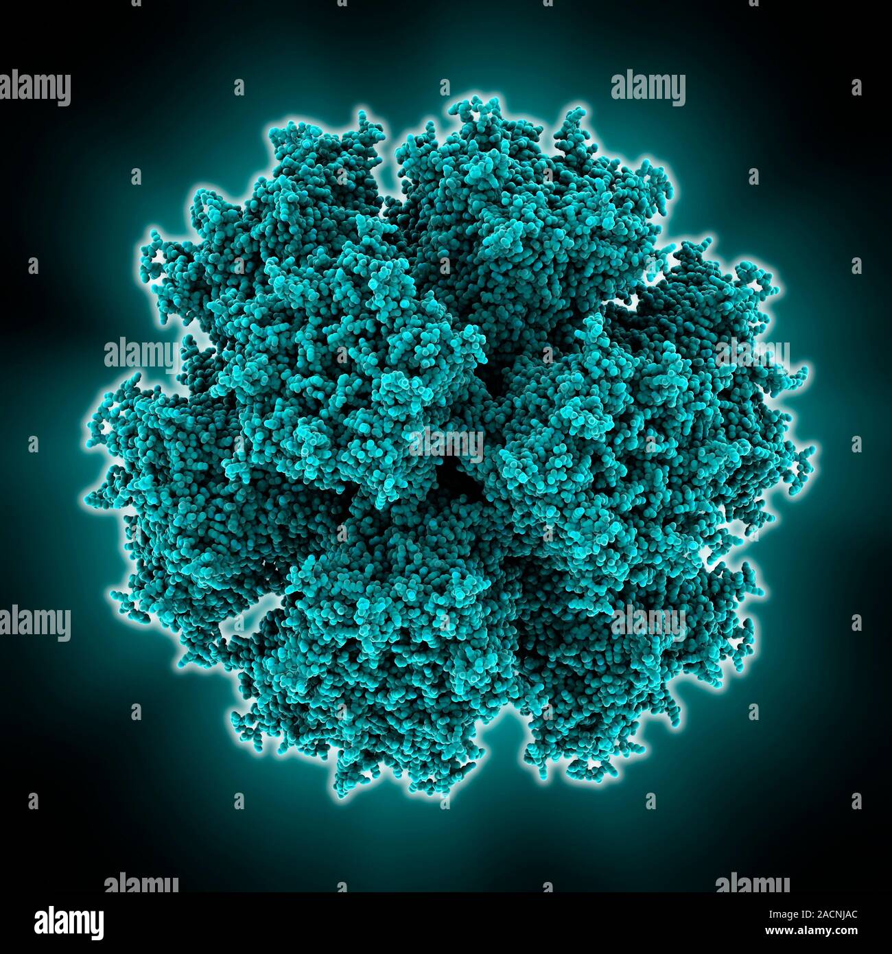 Adenovirus penton base protein, molecular model. This protein molecule ...