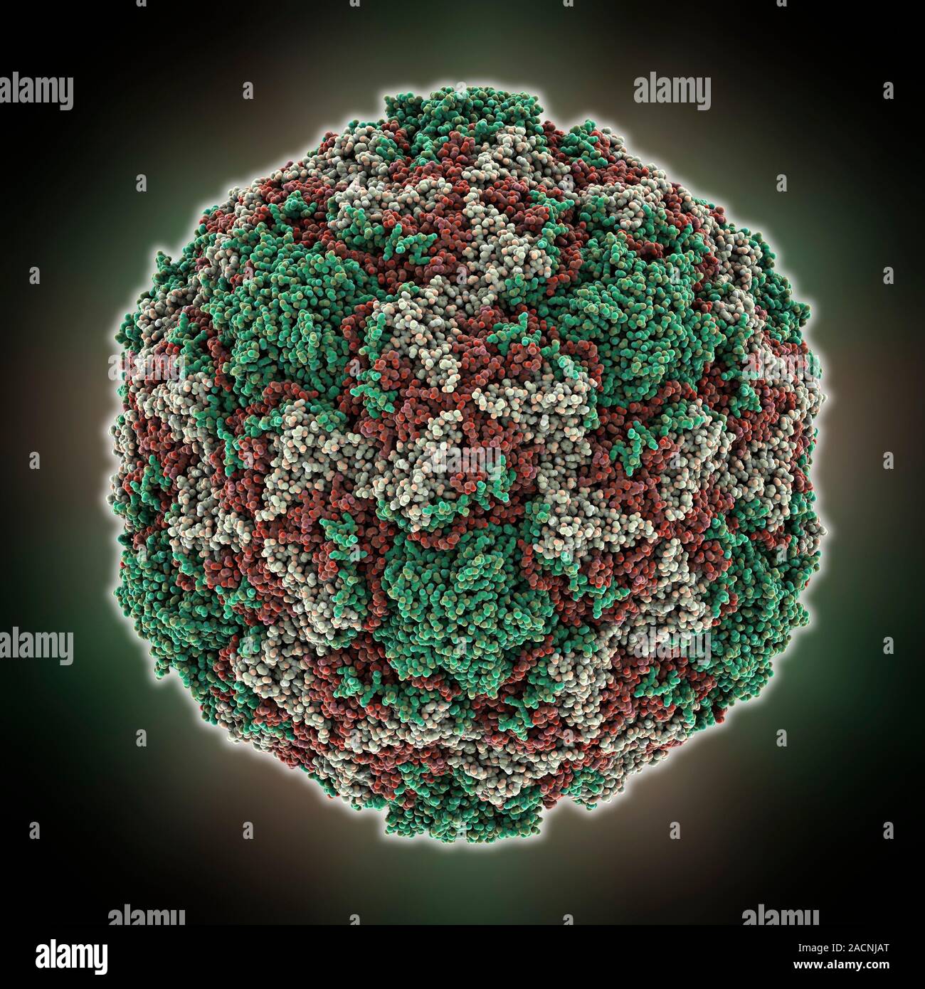 Rhinovirus 14 capsid, molecular model. This is human rhinovirus 14. The rhinovirus infects the ...