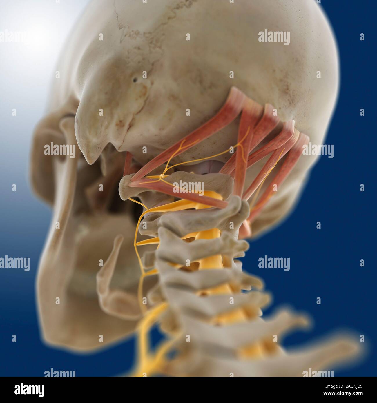 Suboccipital muscles. Computer artwork of the back of the base of the ...