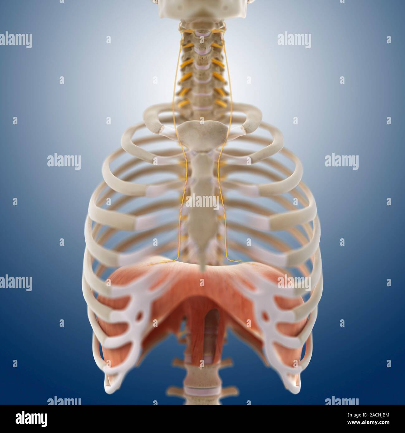 Phrenic nerves and diaphragm, computer artwork. The left and right ...