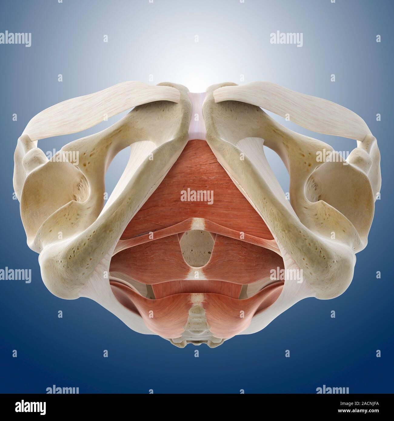 Male pelvic floor. Computer artwork showing muscles of the pelvic floor ...