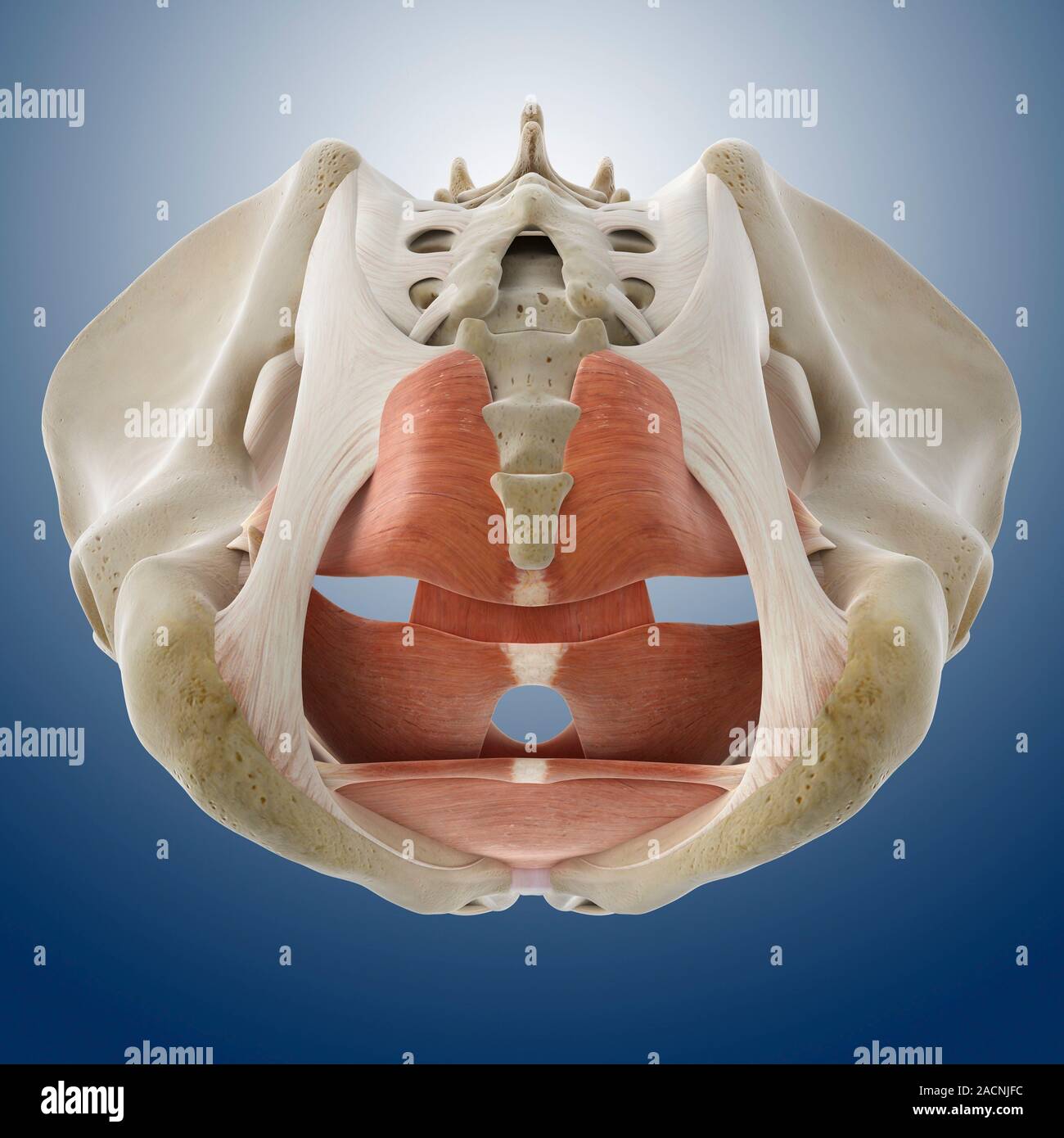 Male pelvic floor. Computer artwork showing muscles of the pelvic floor ...