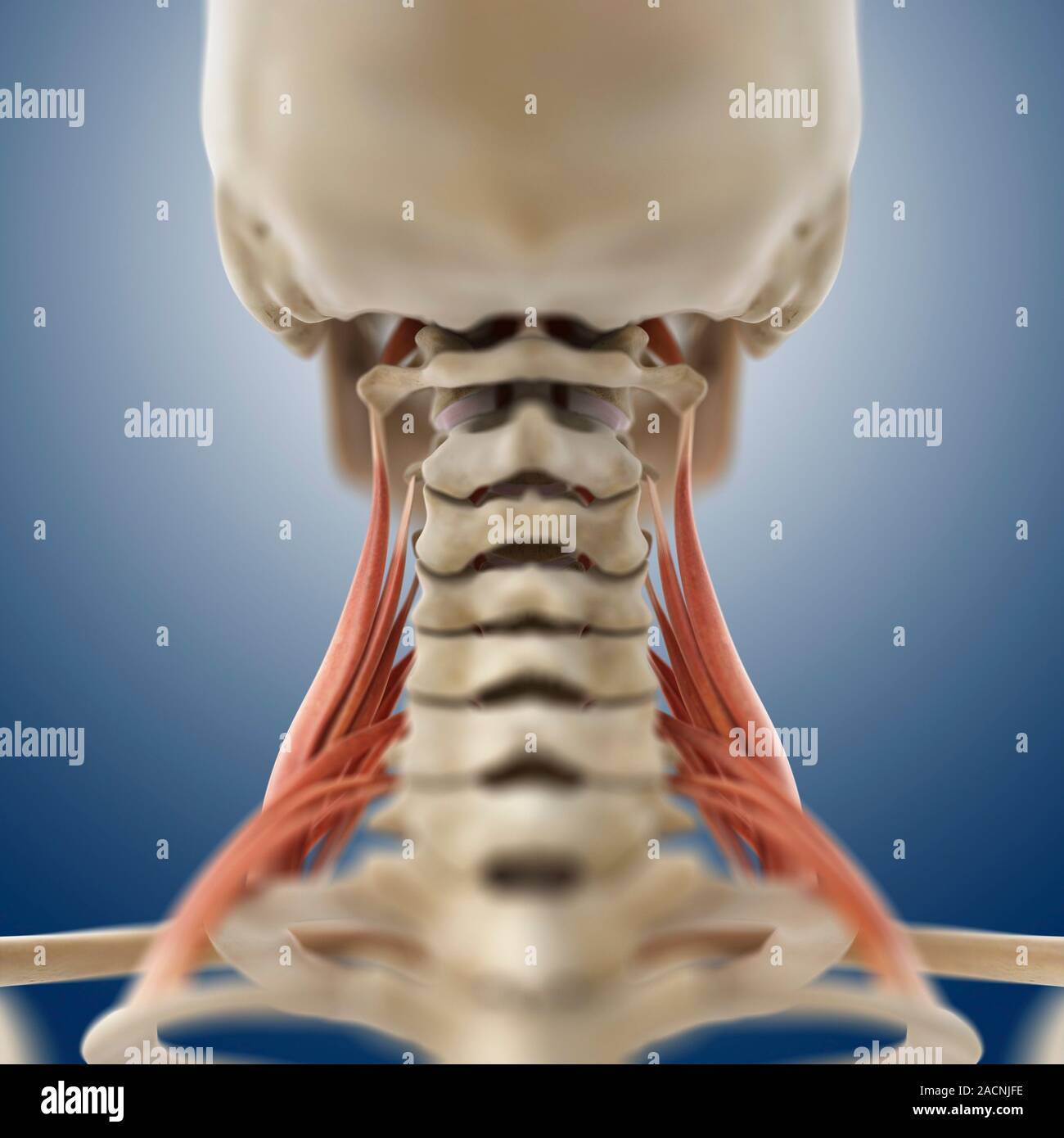 Neck muscles, computer artwork. The muscles on each side of the neck ...
