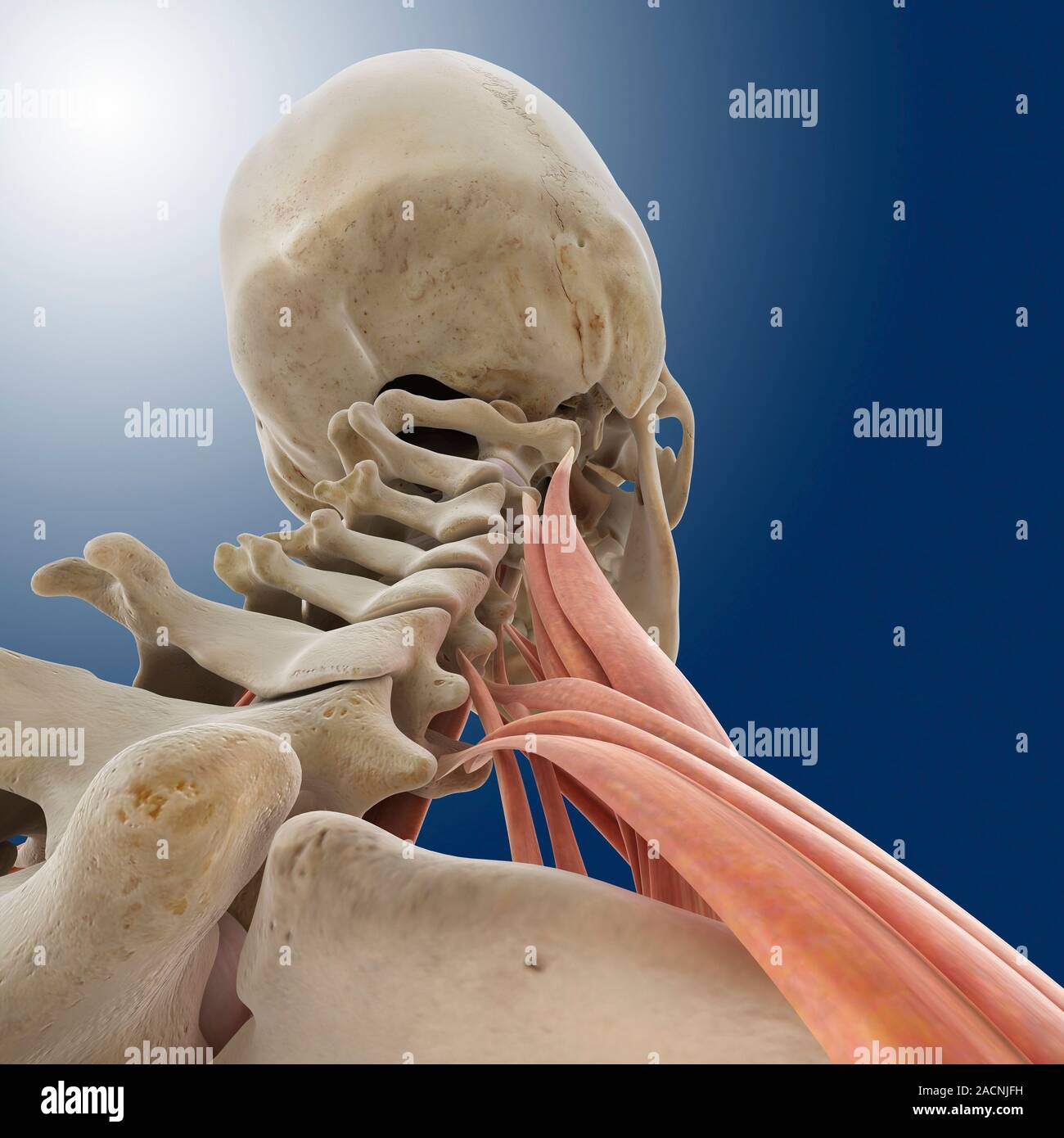 Neck muscles, computer artwork. The muscles on each side of the neck ...
