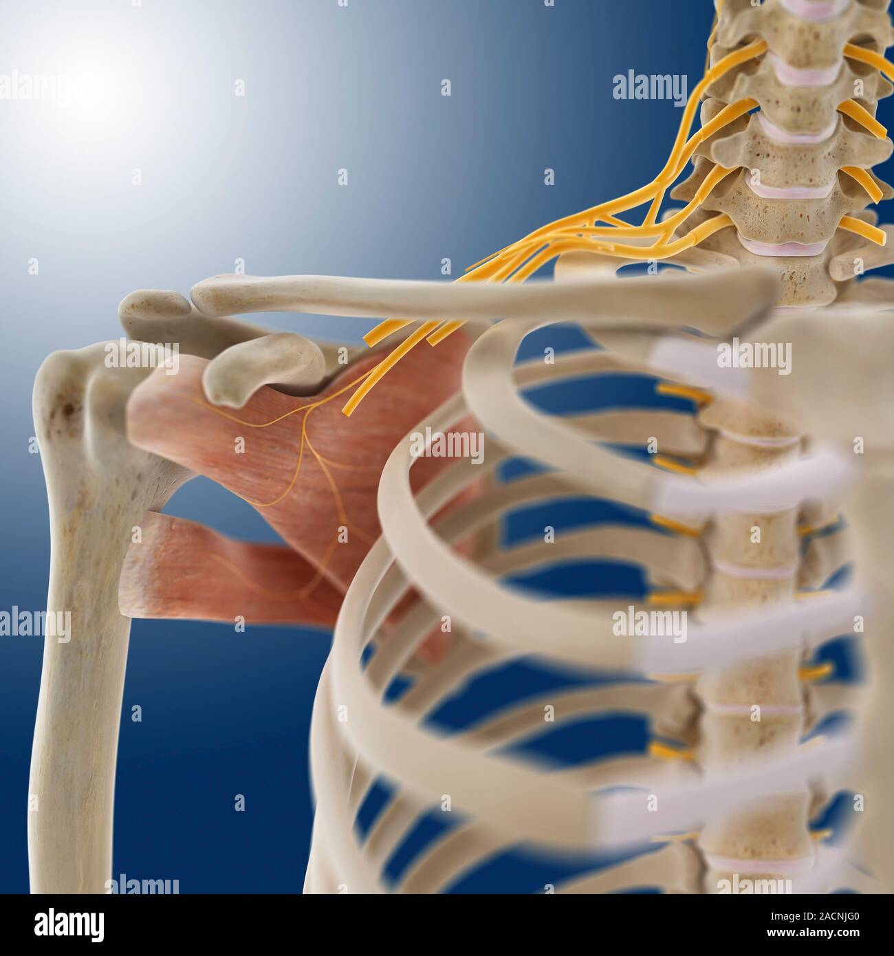 Shoulder muscles. Computer artwork of the shoulder joint showing bones ...