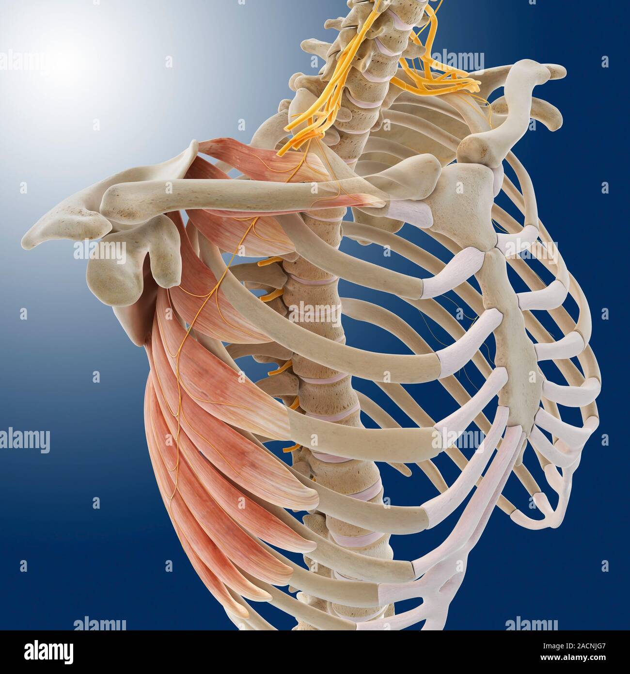 Chest muscles. Computer artwork of the serratus anterior muscle of the ...