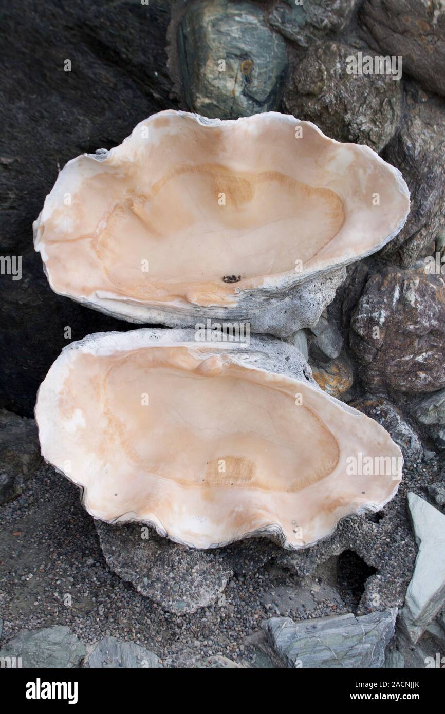 A bivalve shell is part of the body, the exoskeleton or shell, of a ...