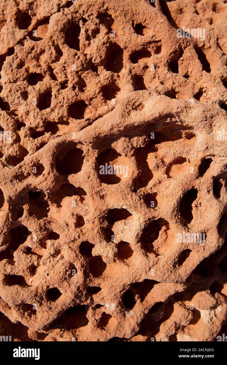Trace fossils formed by burrowing animals within the Broome sandstone ...