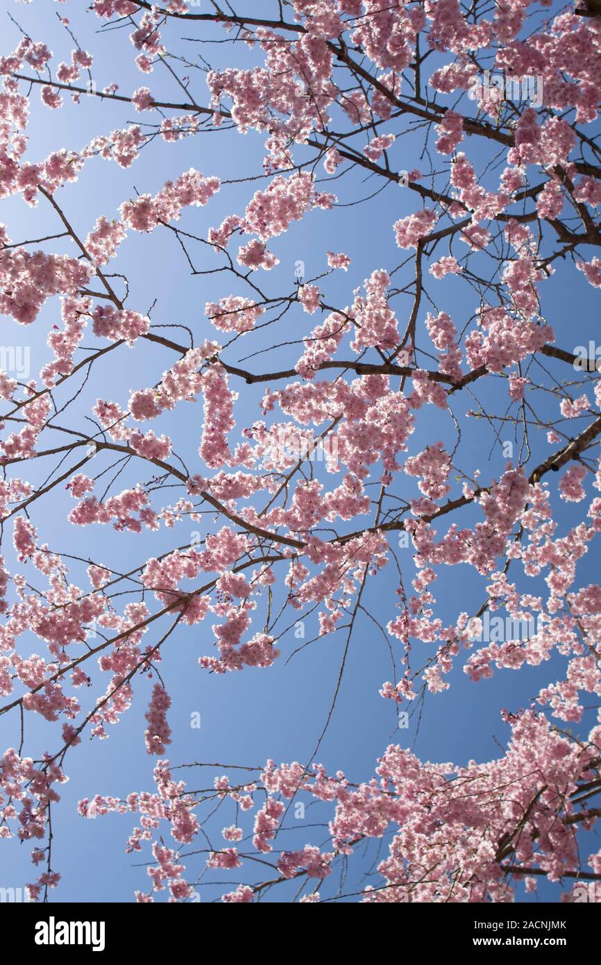 Japanese pink Cherry Blossom part of the Prunus genus, most commonly ...