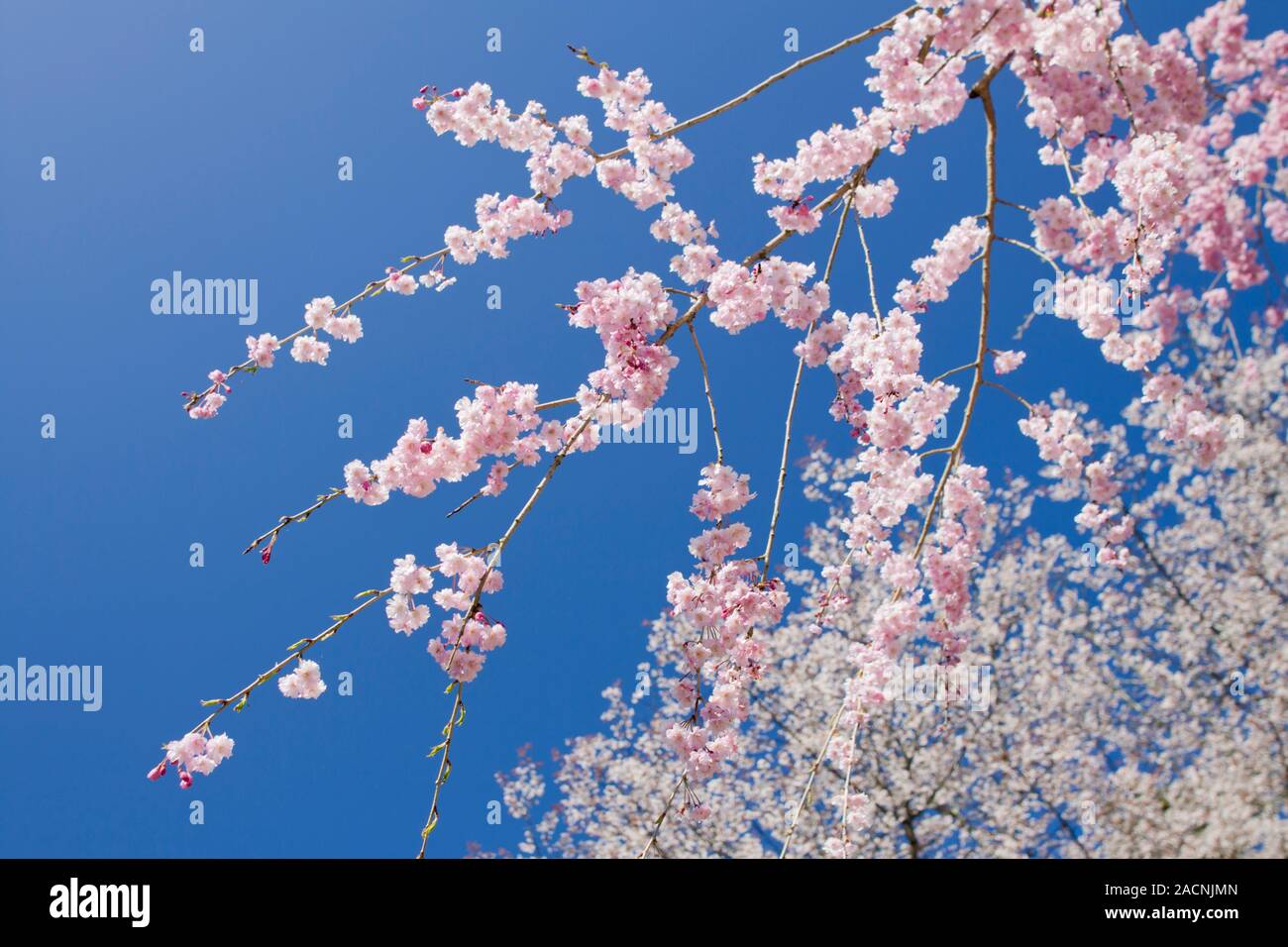 Japanese pink Cherry Blossom part of the Prunus genus, most commonly ...