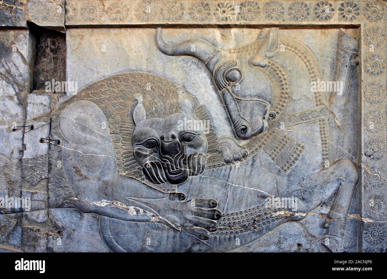 Persepolis. Bas-relief from Persepolis, Iran, showing a lion attacking ...