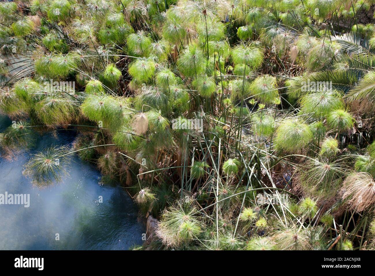 Papyrus plants growing in the fresh-water spring known as the Fountain ...