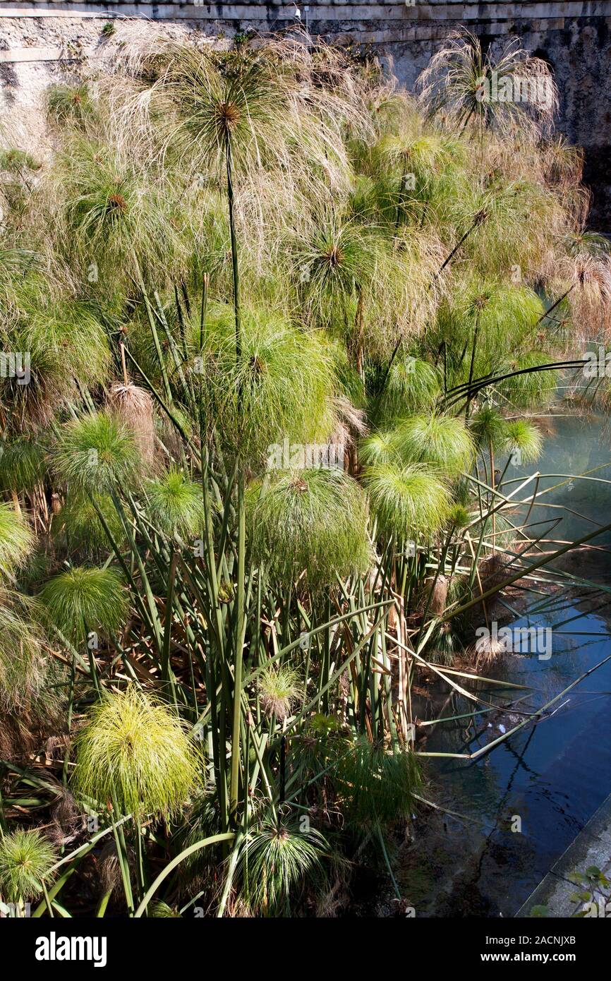 Papyrus plants growing in the fresh-water spring known as the Fountain ...