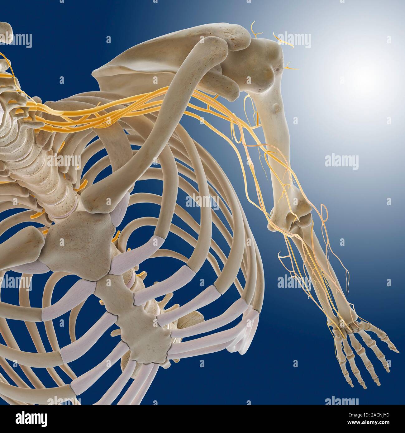 Arm nerves. Computer artwork of the shoulder showing the brachial ...