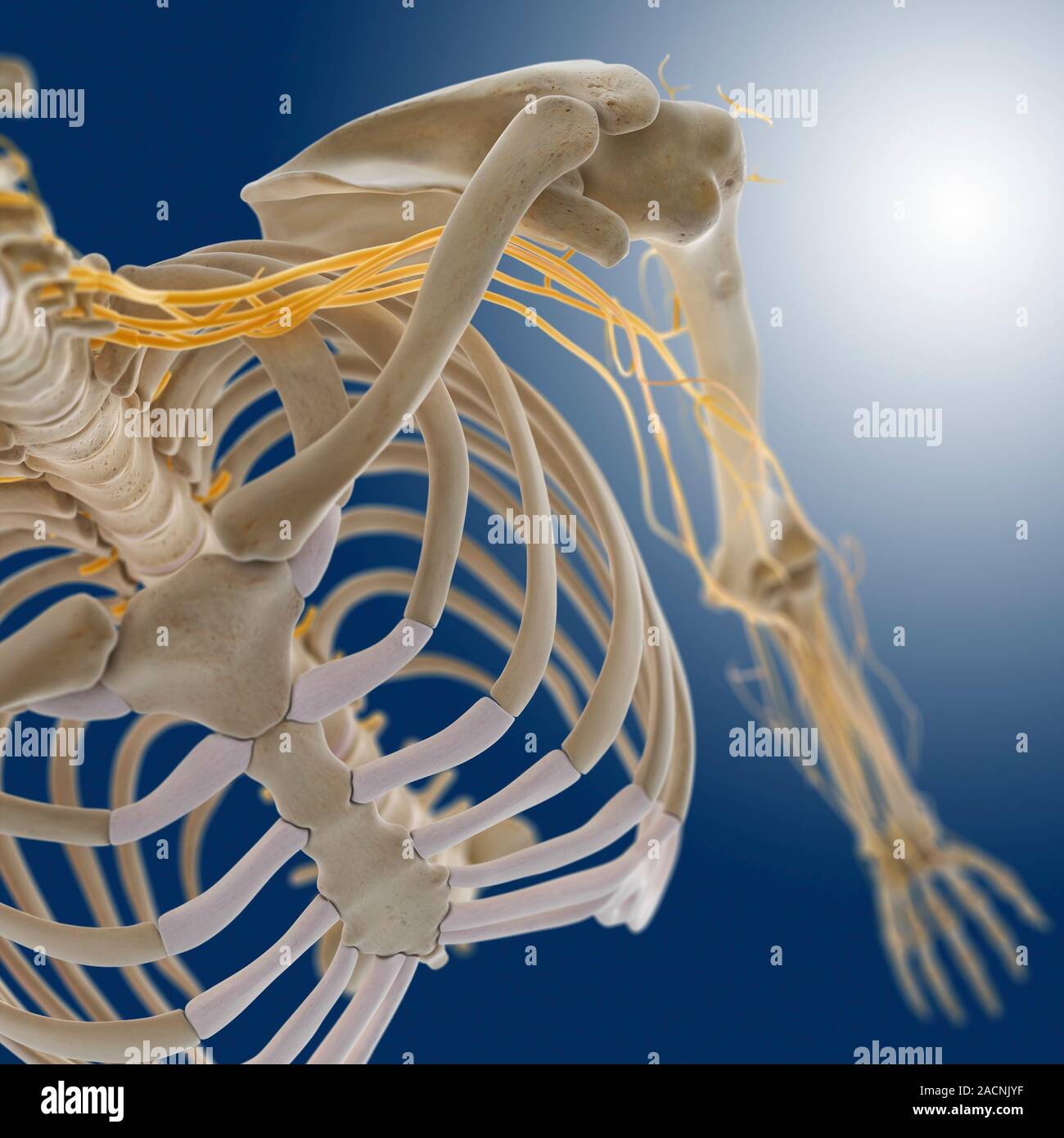 Arm nerves. Computer artwork of the shoulder showing the brachial ...