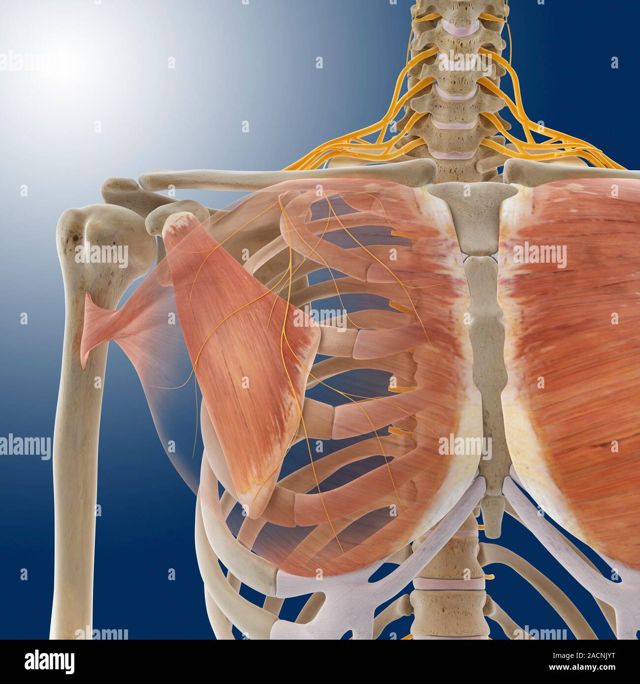 Chest muscles. The large muscle spanning much of the chest is the ...