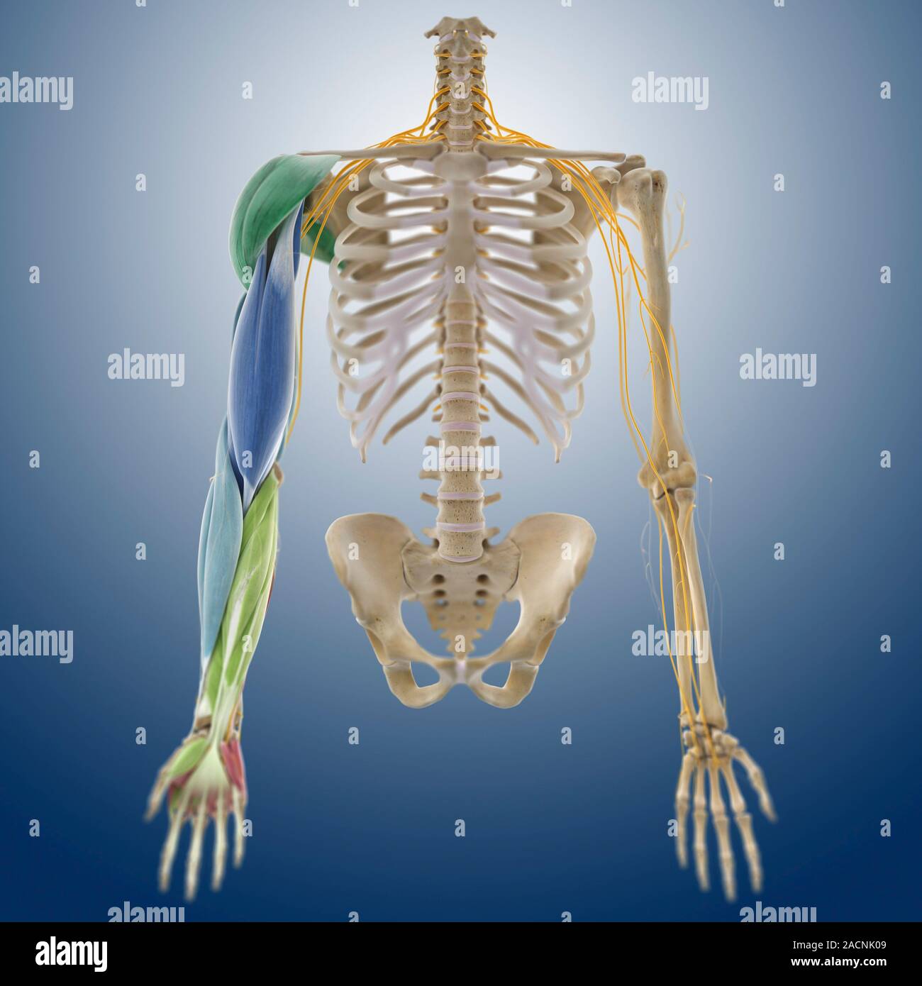 Arm muscles, computer artwork. The uppermost muscle (dark green) is the ...