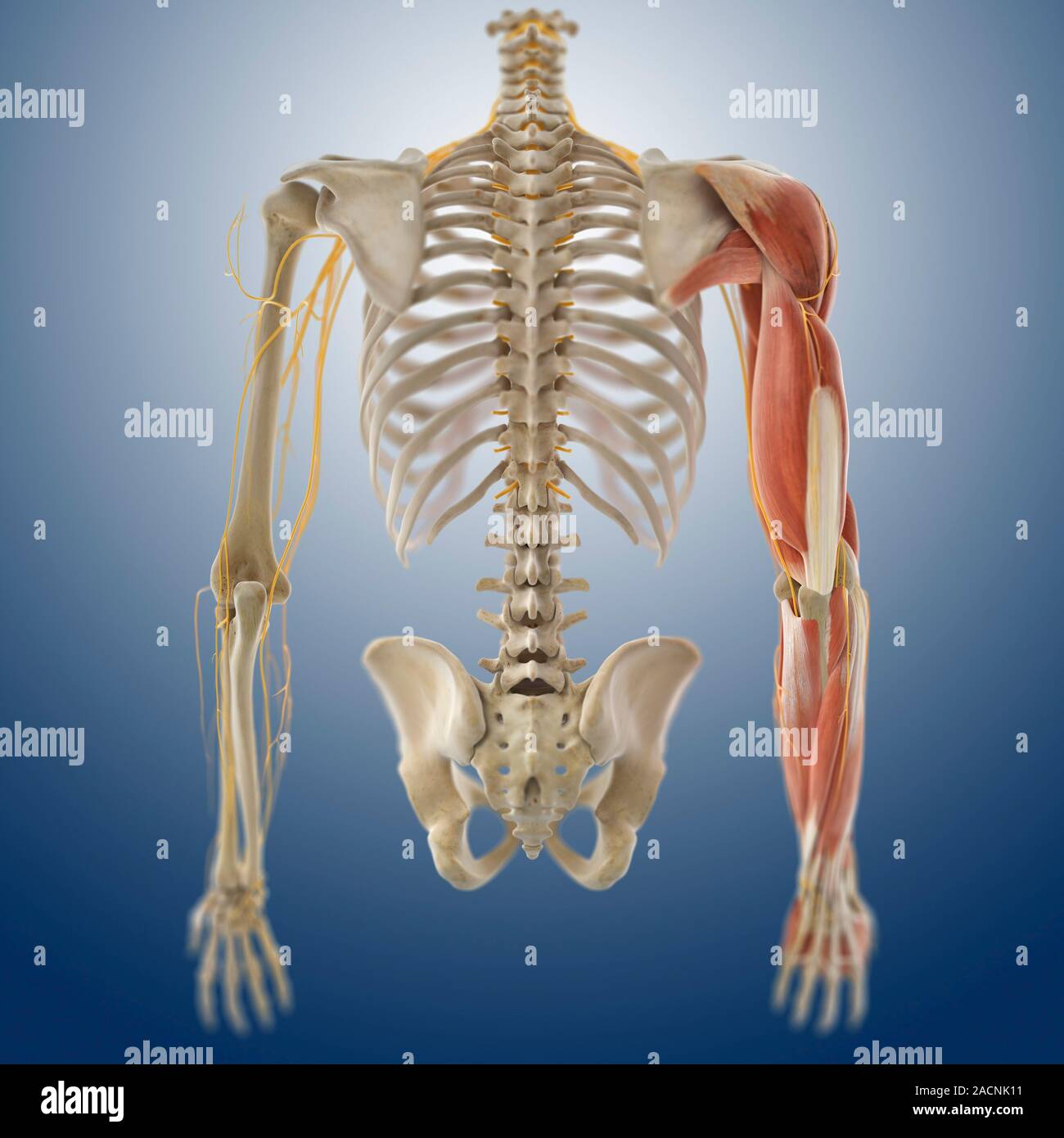 Arm muscles, computer artwork. The uppermost muscle, wrapping around ...