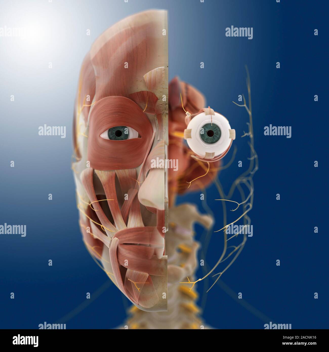 Head anatomy. Cut-away computer artwork showing the facial muscles ...