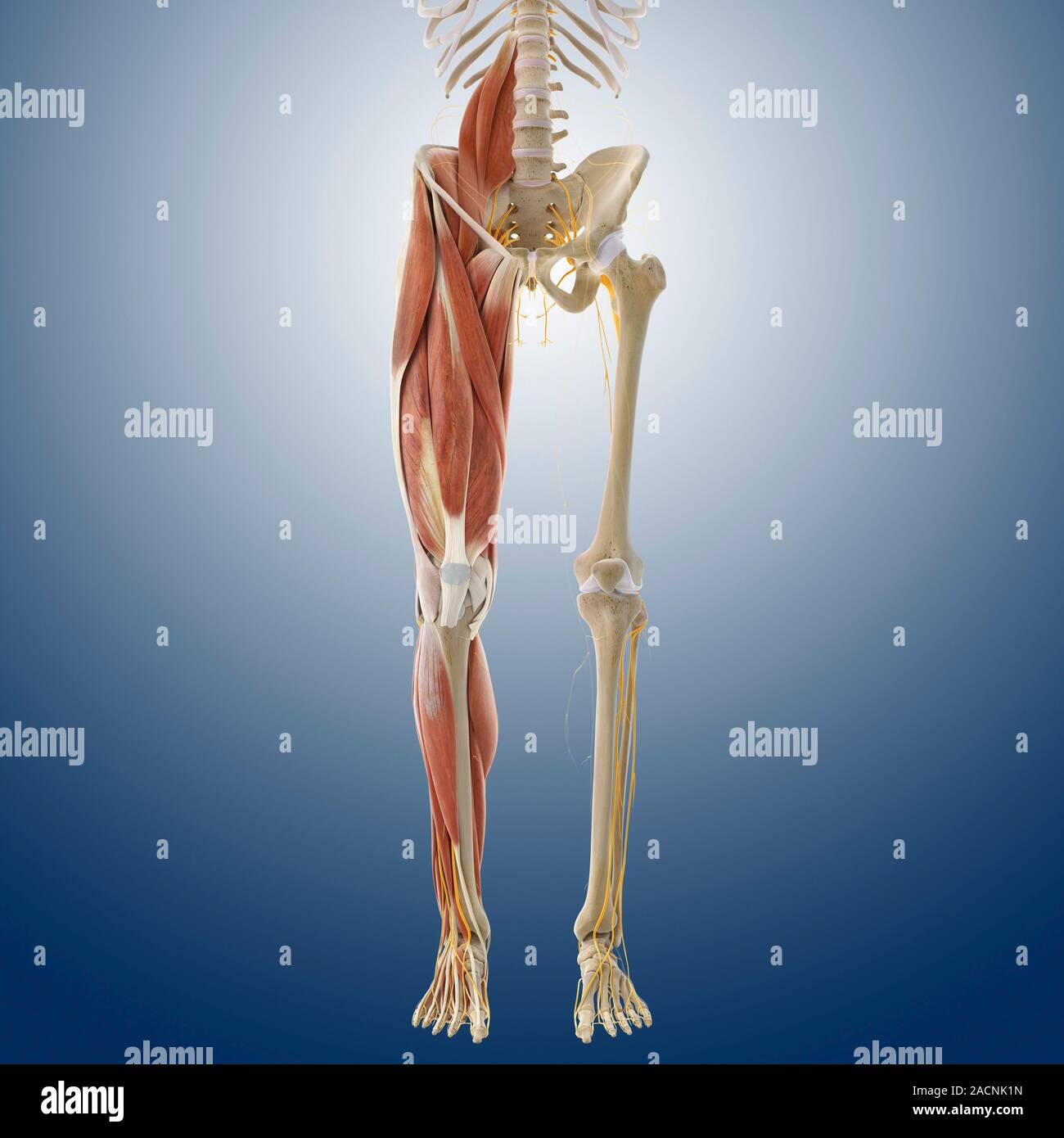 Lower body anatomy. Computer artwork showing the bones (cream), muscles ...