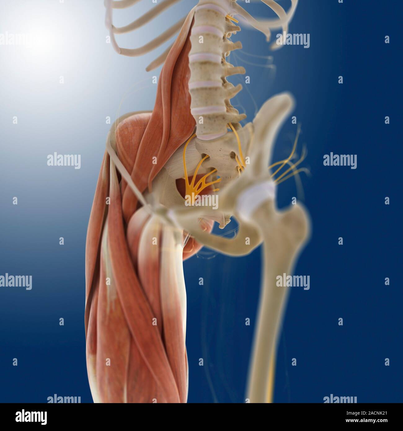 Lower body anatomy. Computer artwork showing the bones (cream), muscles ...