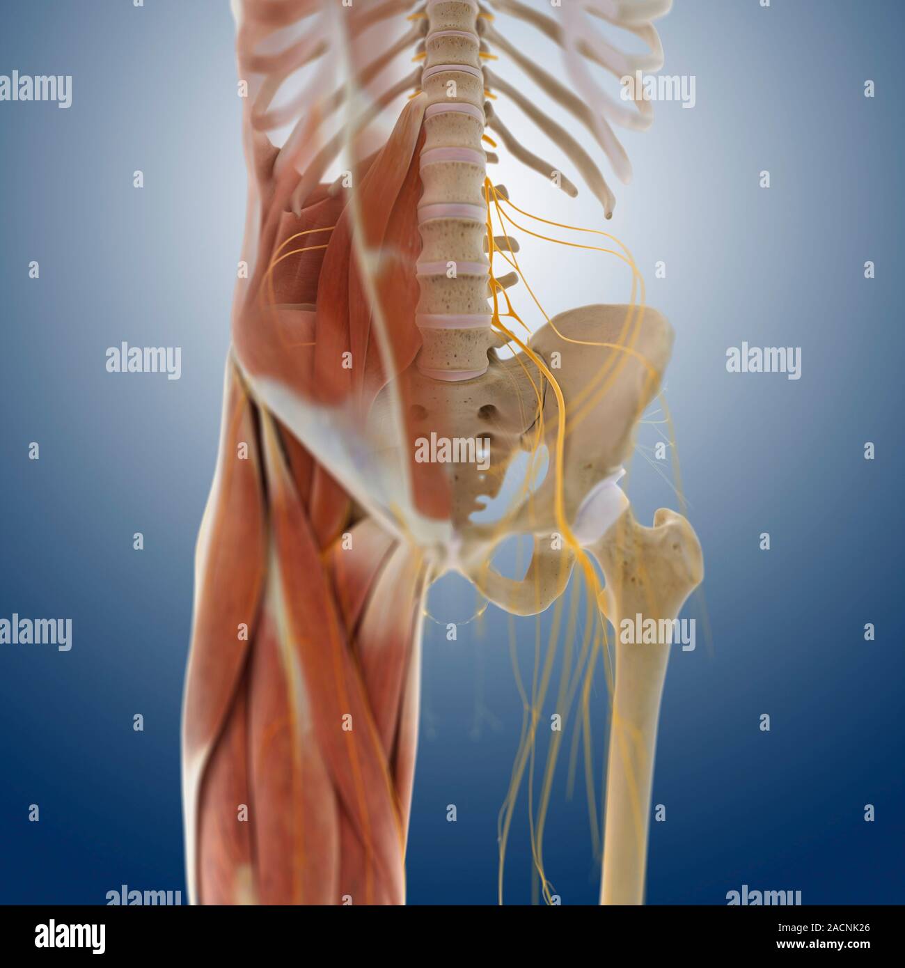 Lower body anatomy. Computer artwork showing the bones (cream), muscles ...