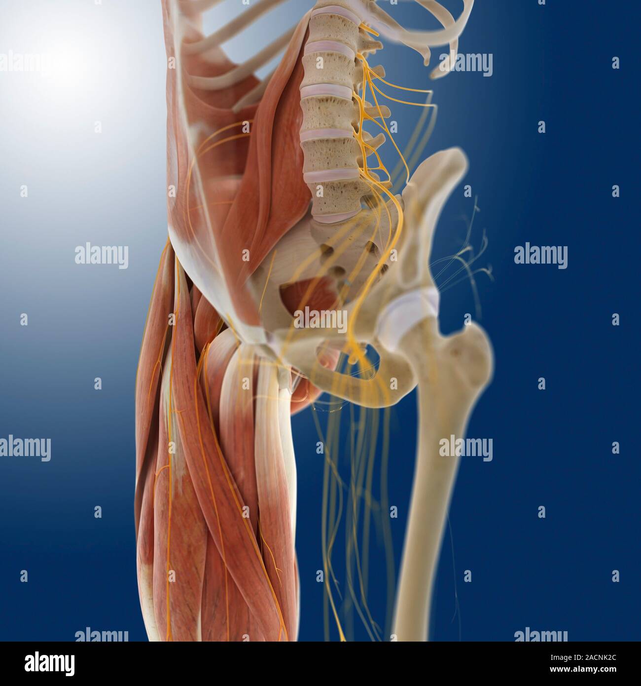 Lower body anatomy. Computer artwork showing the bones (cream), muscles ...