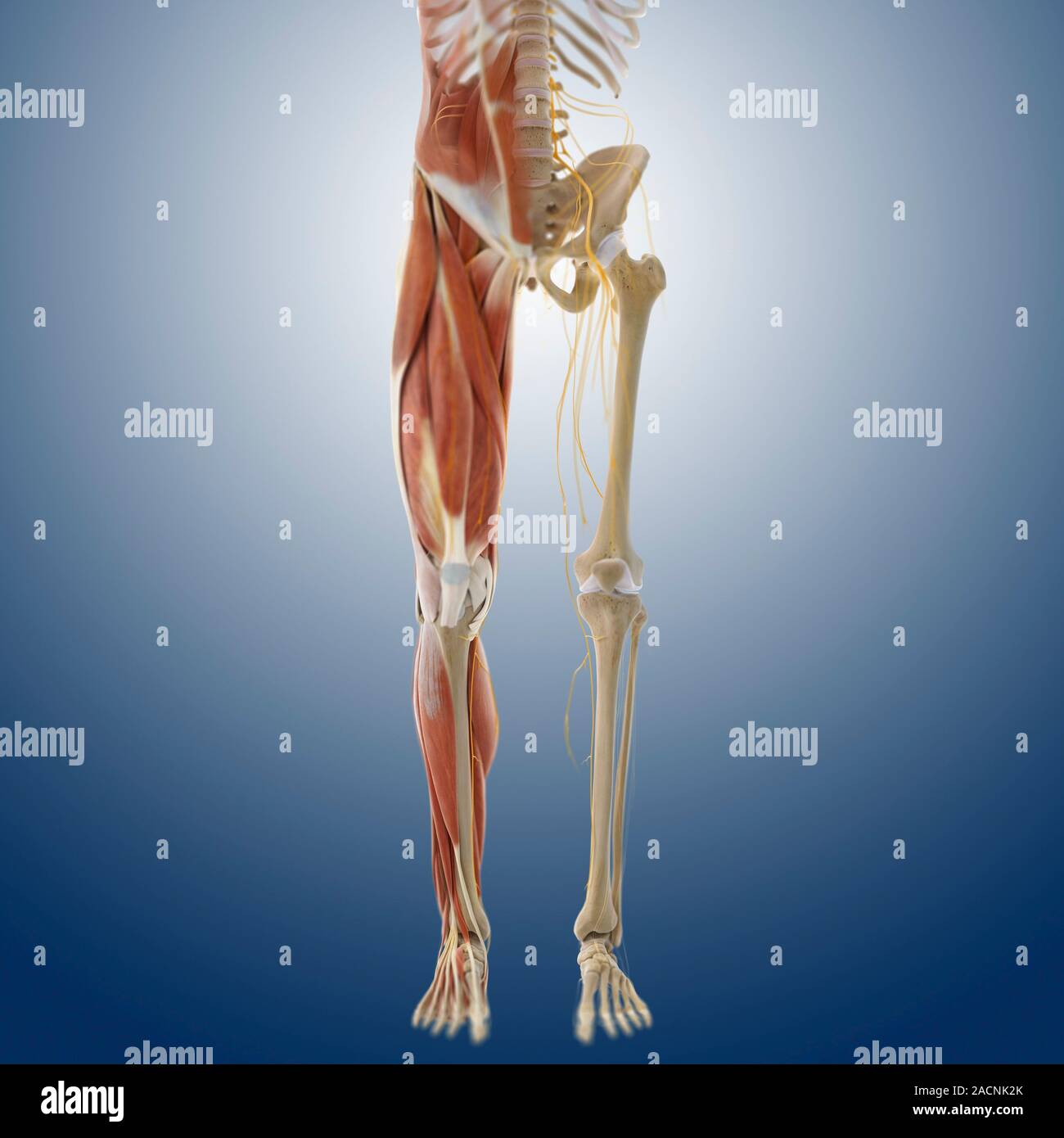 Lower body anatomy. Computer artwork showing the bones (cream), muscles ...