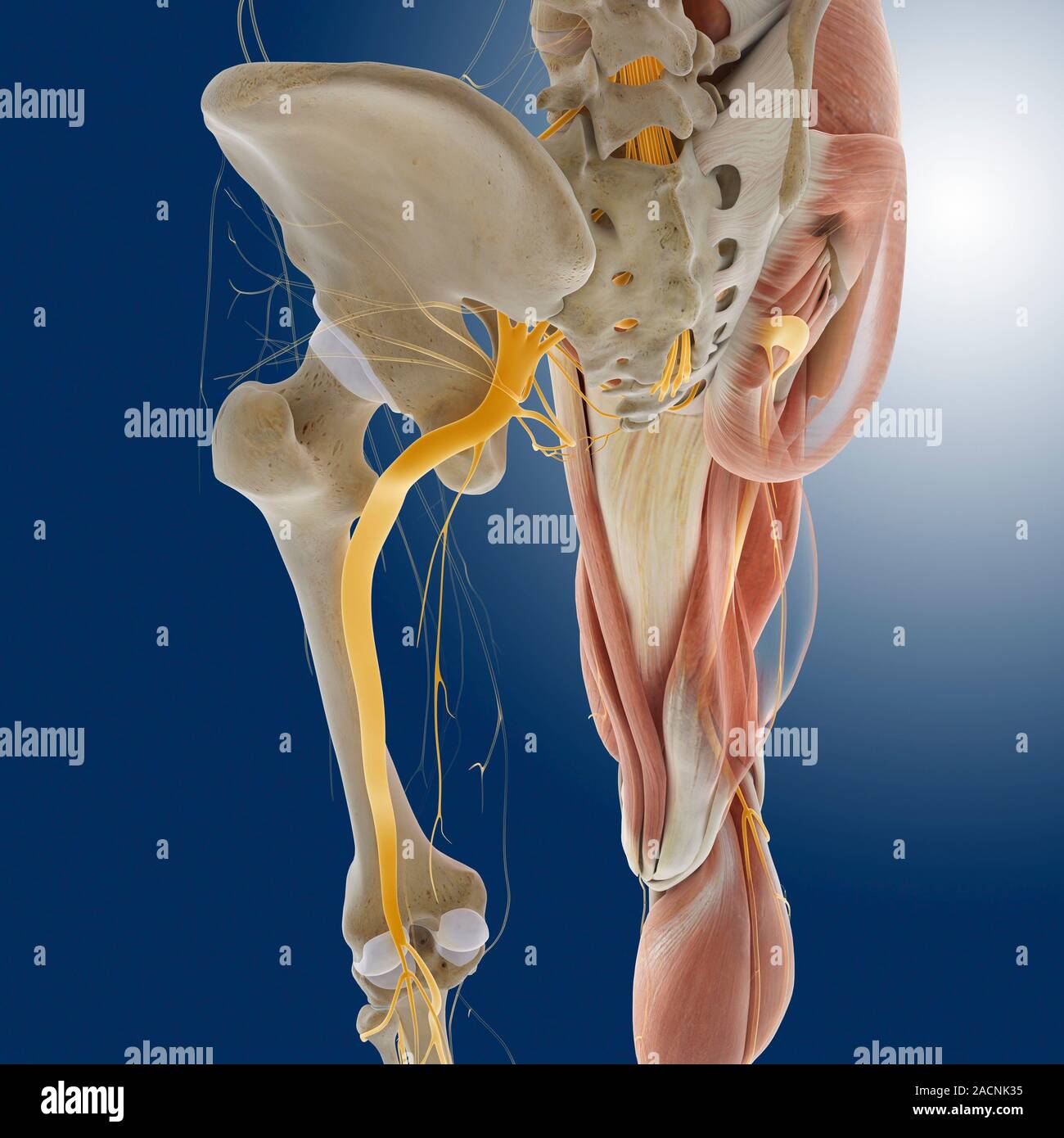 Lower body anatomy. Computer artwork showing the bones (cream), muscles ...