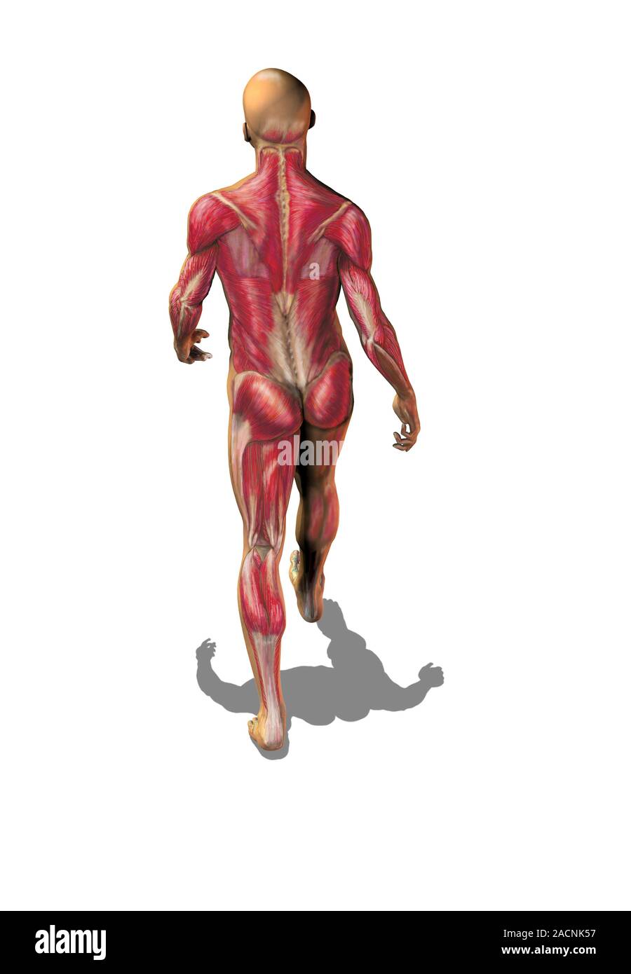 Superficial human muscles. Artwork of a posterior view of a walking man ...
