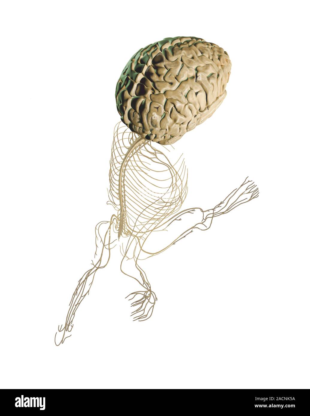 Central and peripheral nerves. Artwork showing the central and ...