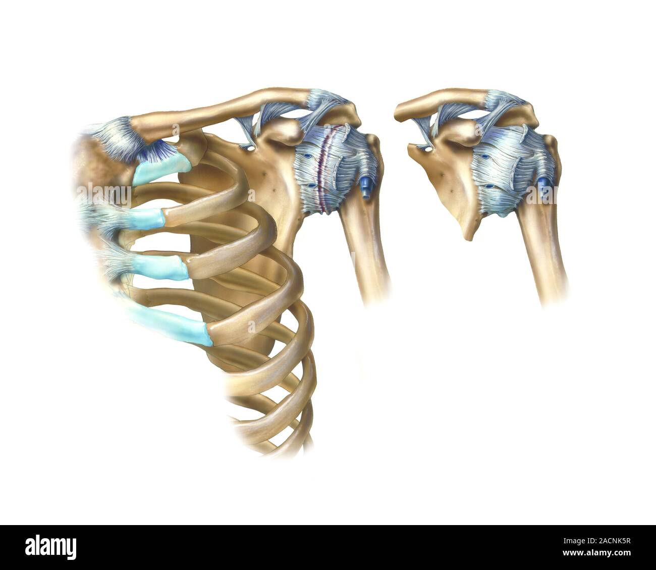 Frozen shoulder ligaments. Artwork of a frontal view of the bones and ...