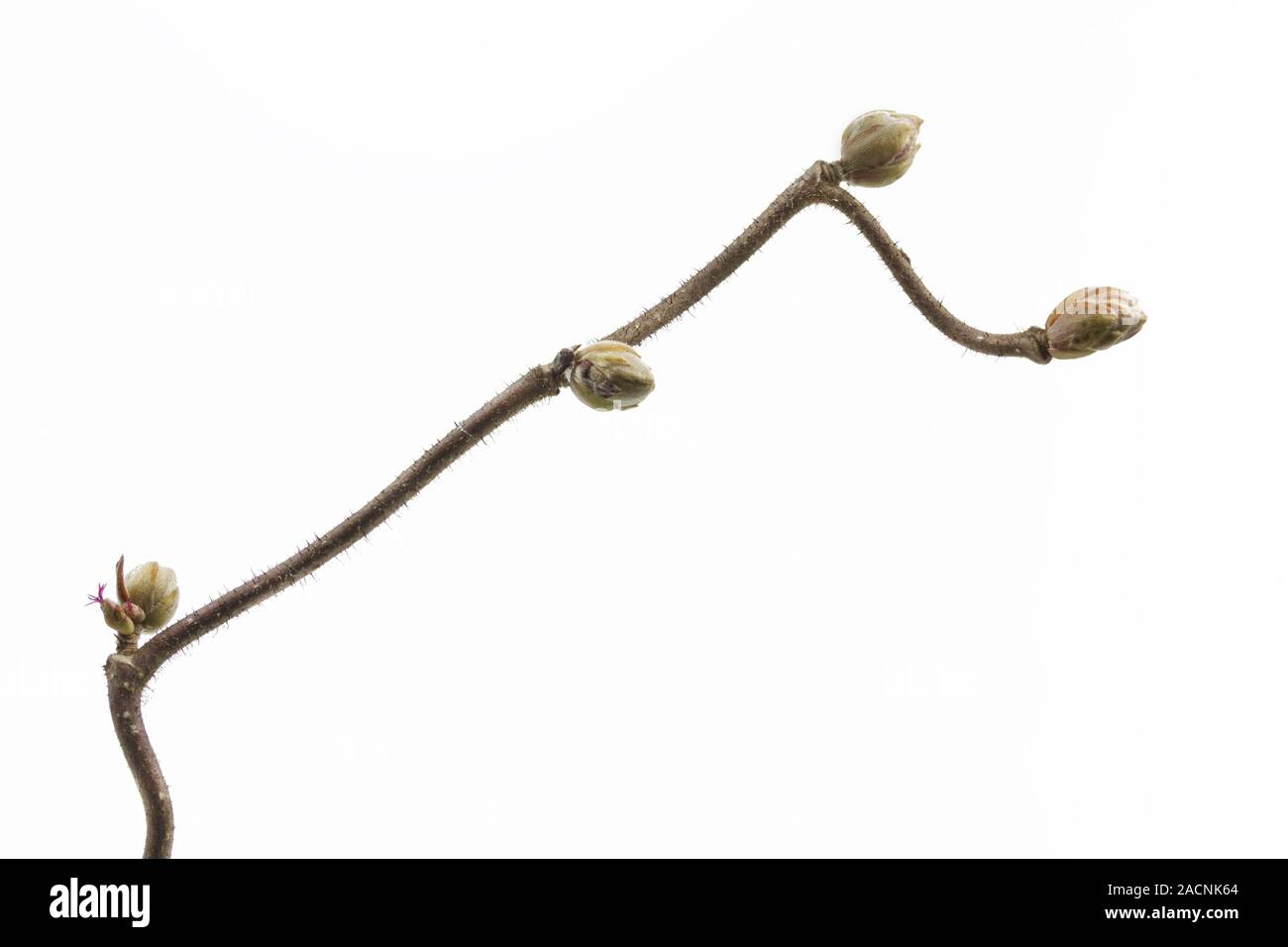 Hazel garden Cut Out Stock Images & Pictures - Alamy