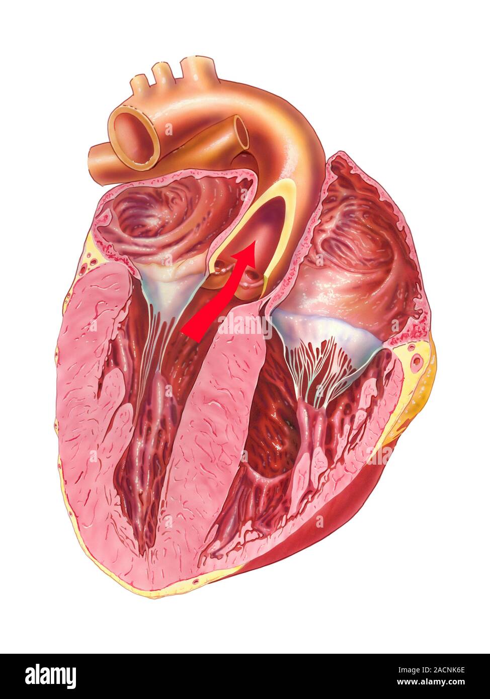Heart anatomy. Artwork of a posterior (from behind) view of a normal ...