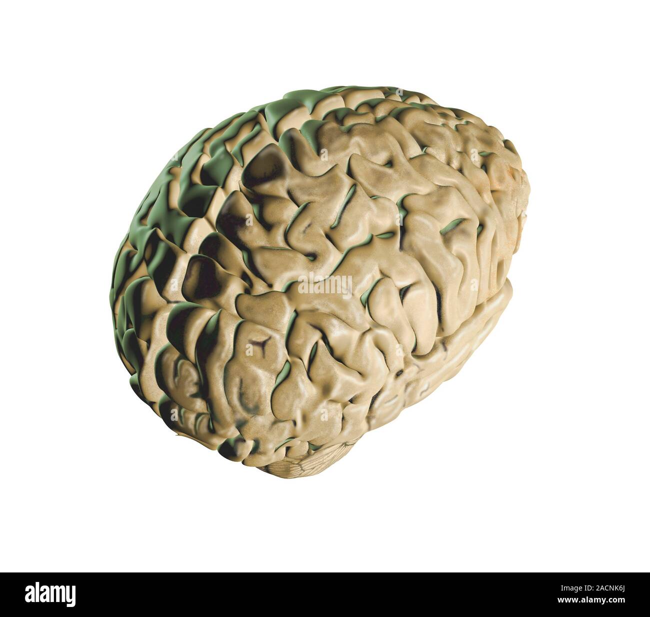 Human brain, seen obliquely from behind, artwork. The brain is the ...