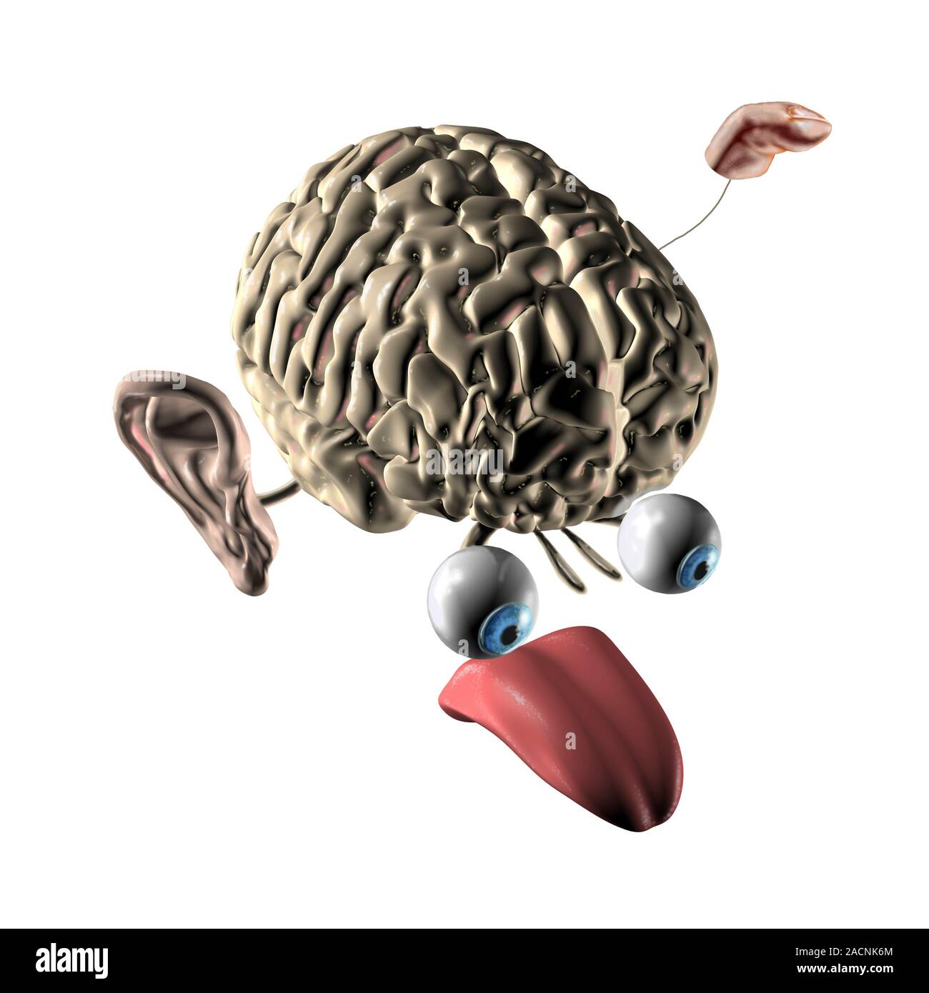 Human brain and senses. Artwork of a human brain, seen obliquely from ...