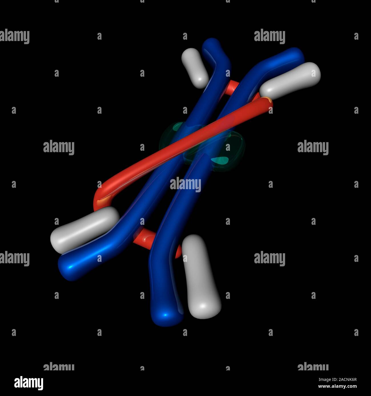 Immunoglobulin A. Molecular model of the structure of the antibody ...