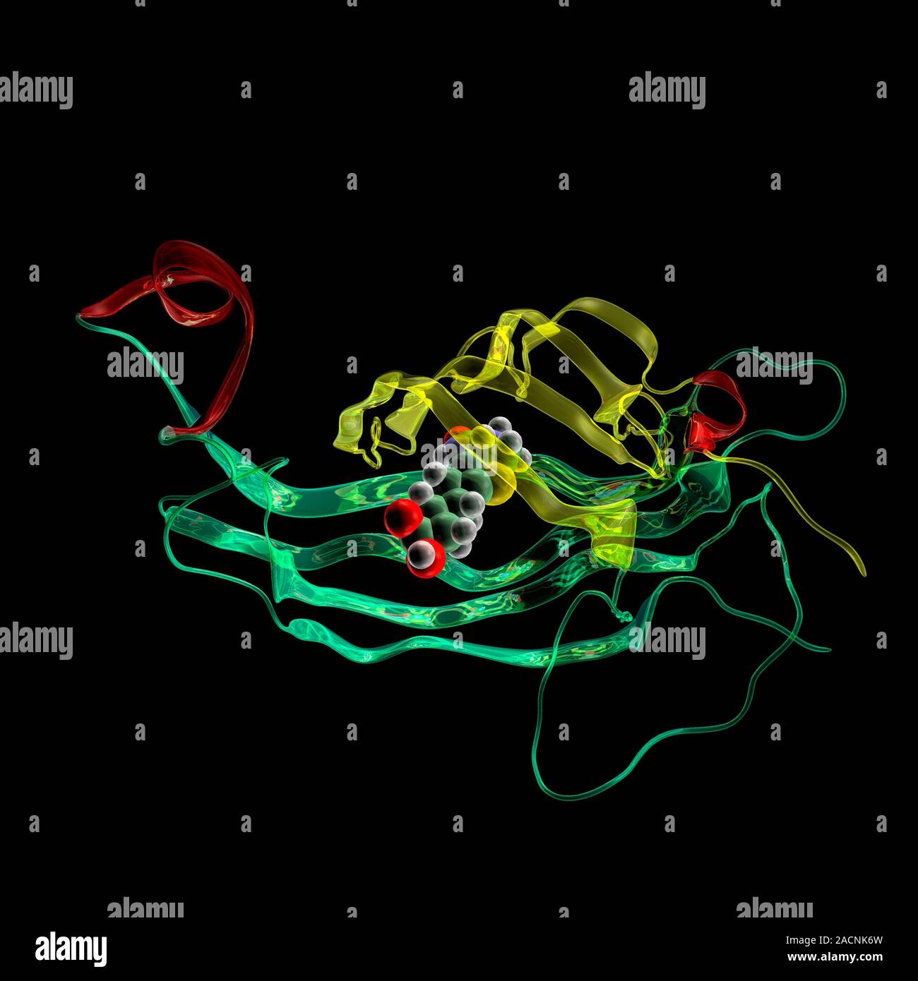 Streptavidin-biotin molecular complex. Molecular model of a single ...