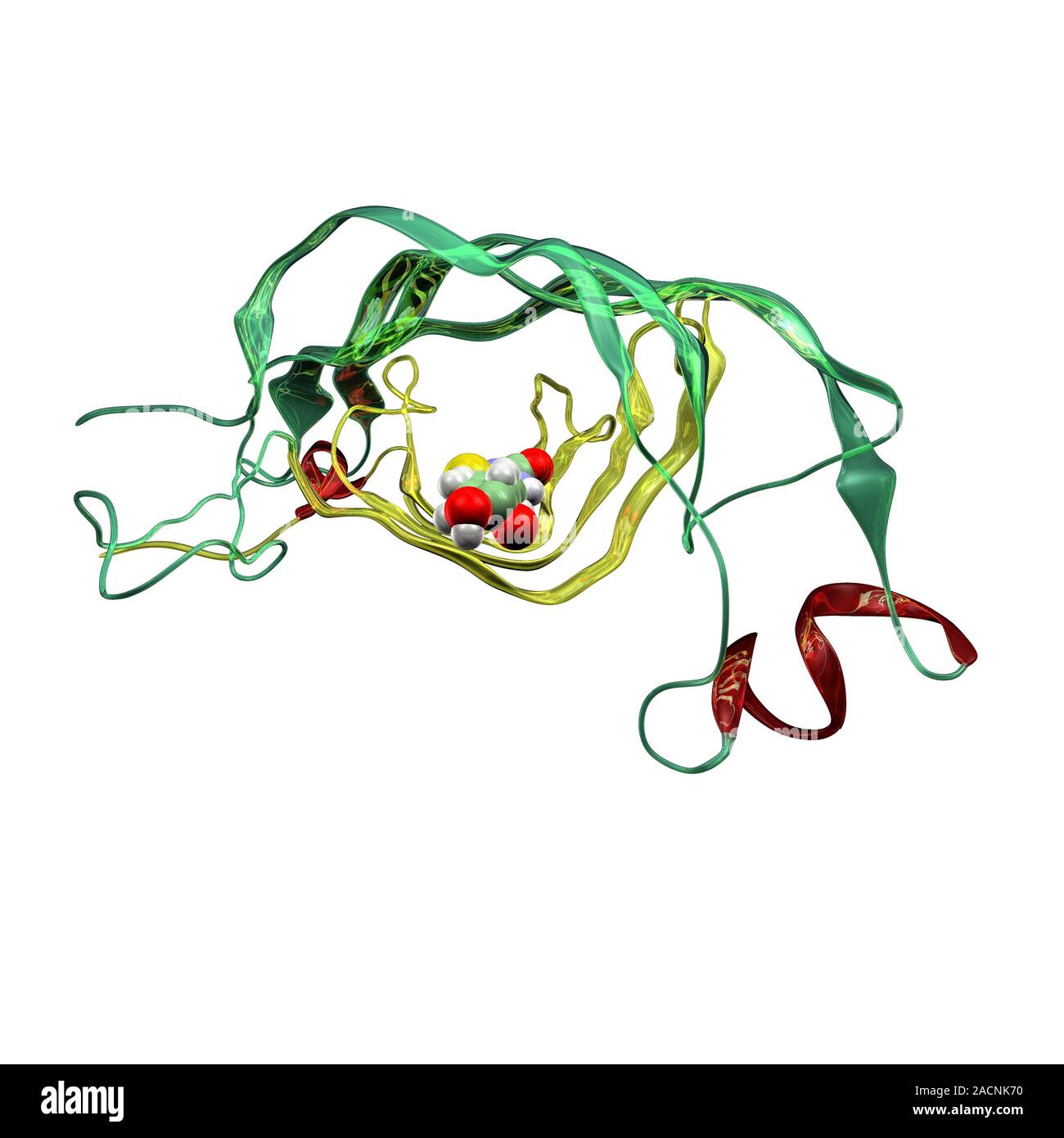 Streptavidin-biotin molecular complex. Molecular model of a single ...